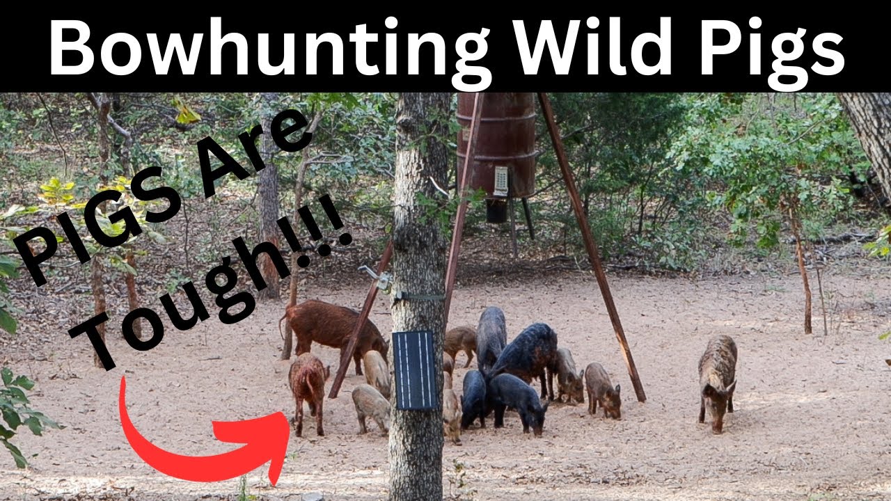 Bowhunting WILD pigs in Oklahoma | SELF FILMED - YouTube