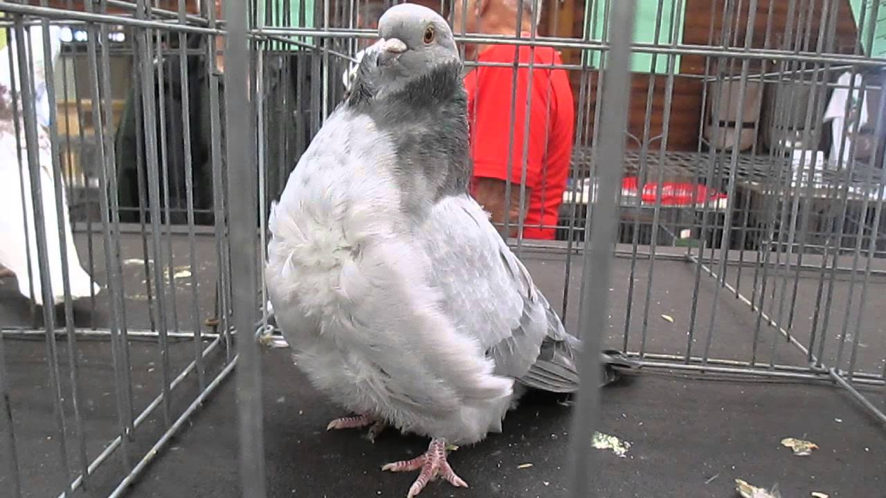Chinese owl pigeon - YouTube