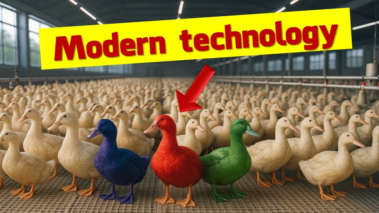 Process of raising ducks for meat - Duck farming techniques | Modern ...