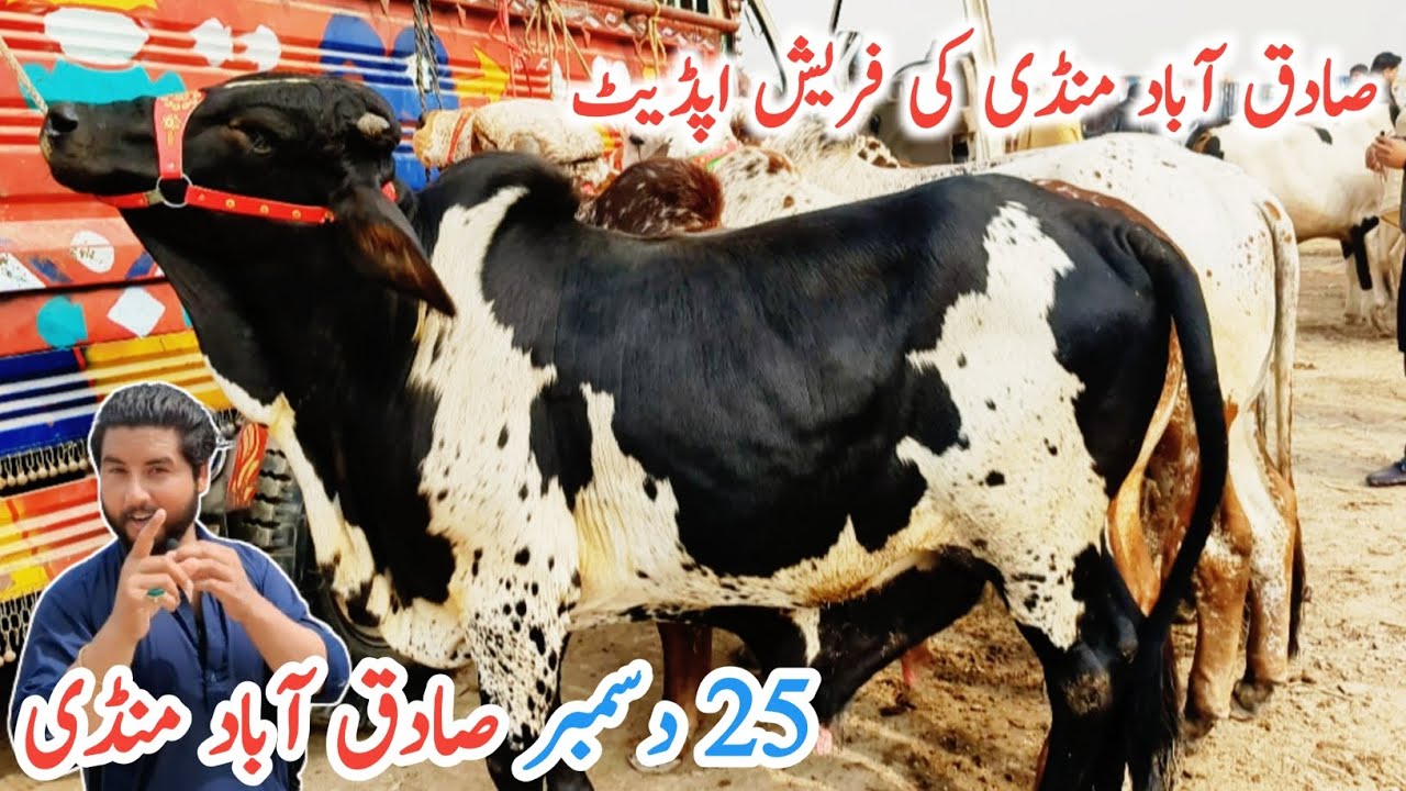 Sadiq Abad Cow mandi today | Rahim Yar Khan cattle market updates - YouTube