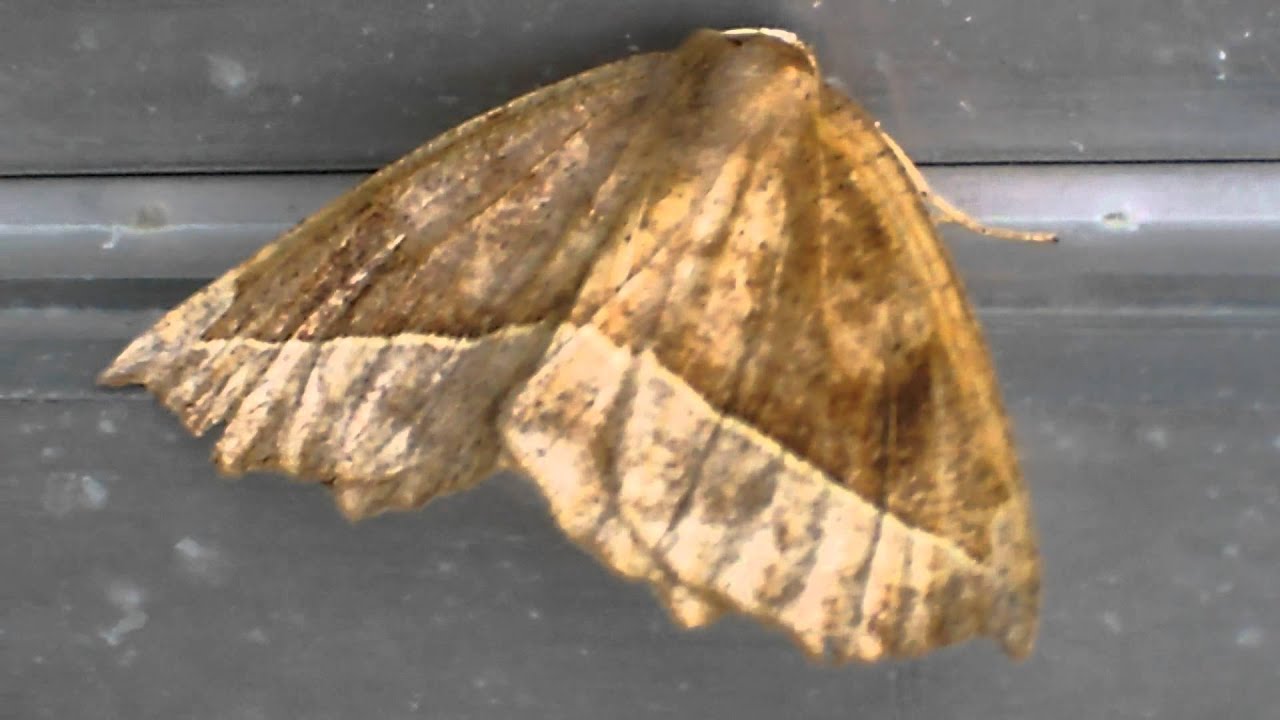 Papillon de nuit du Québec - YouTube