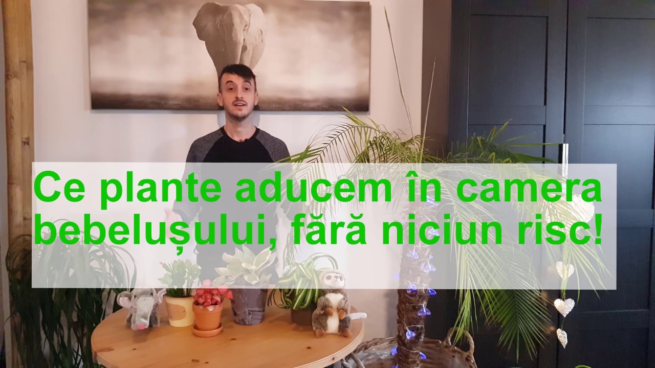 Ce plante sunt potrivite pentru camera bebelusului! - YouTube