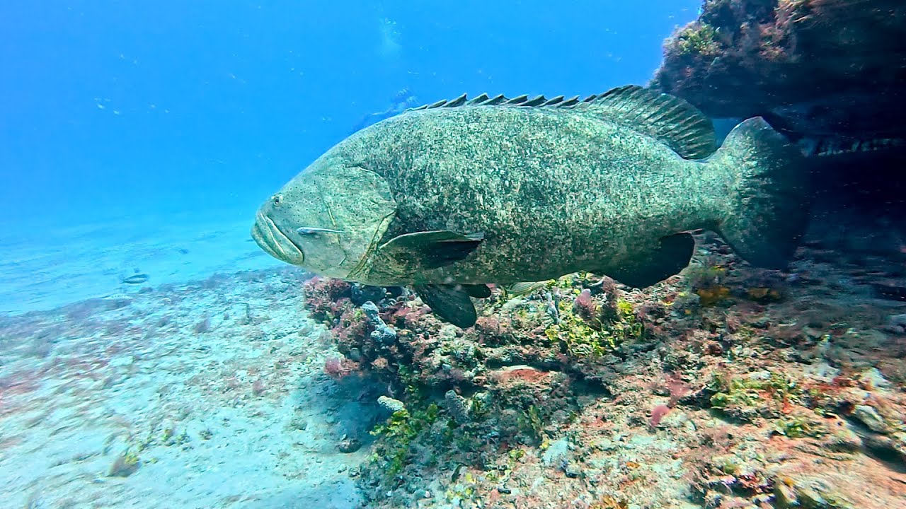 Scuba Works, July 28 2024 - Dive 2, Tunnels - YouTube