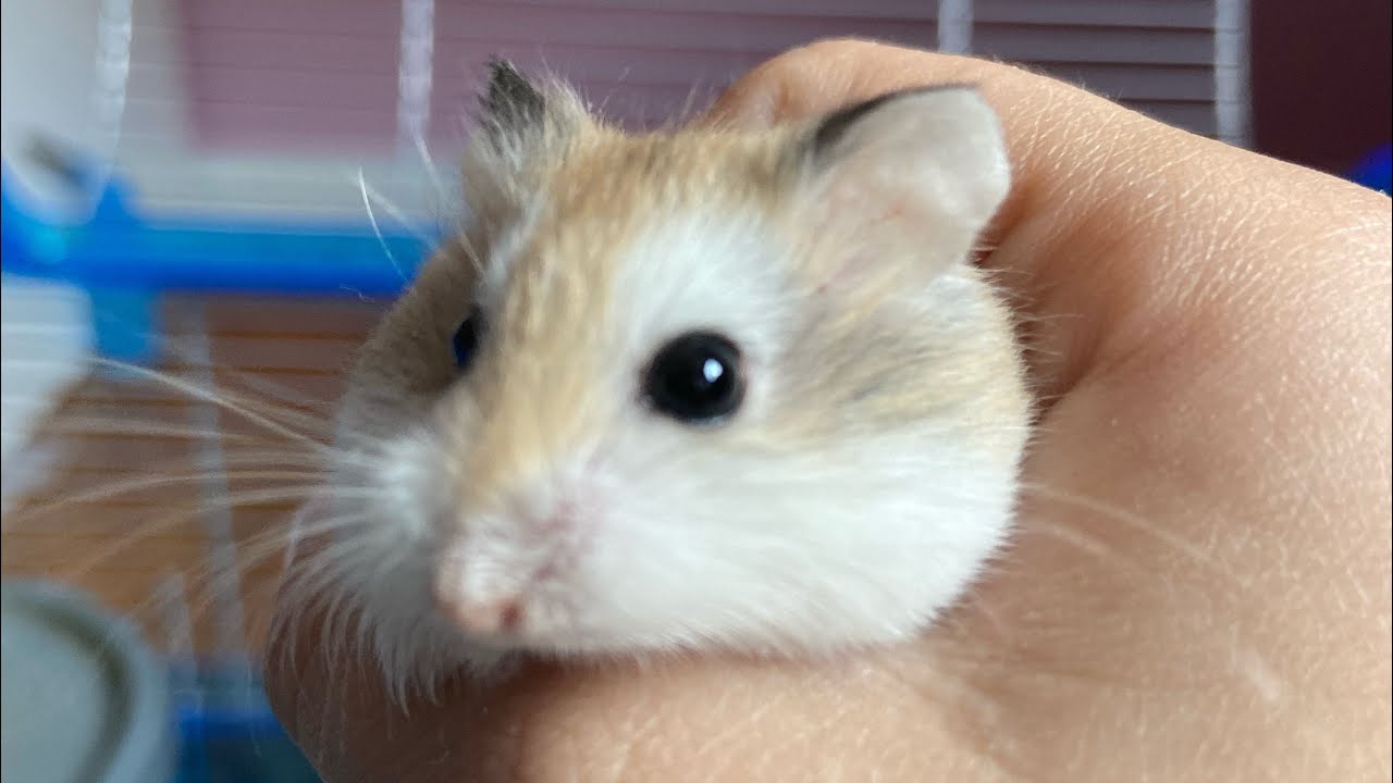 How to earn your hamsters trust - YouTube
