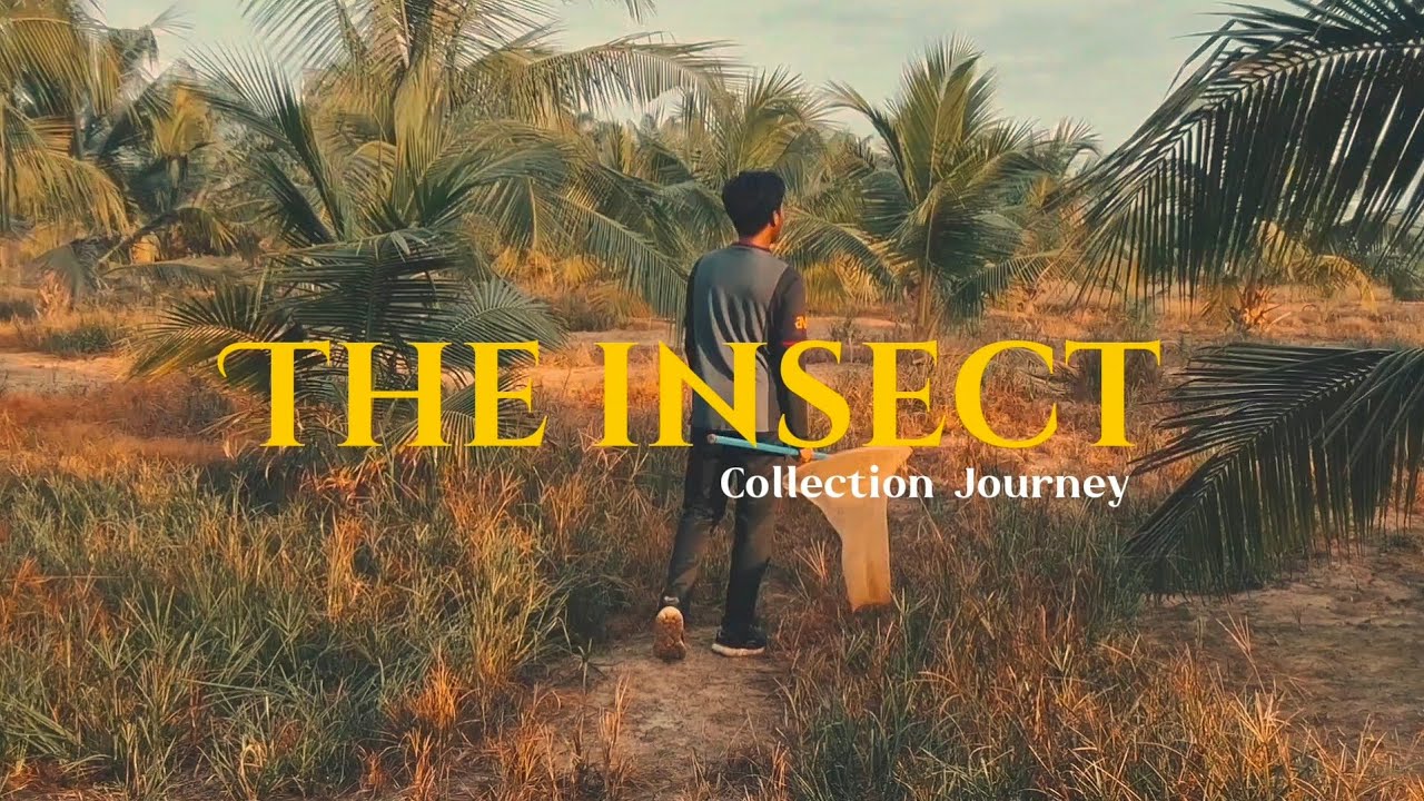 Chasing Shadows: The Insect Collector’s Journey - YouTube