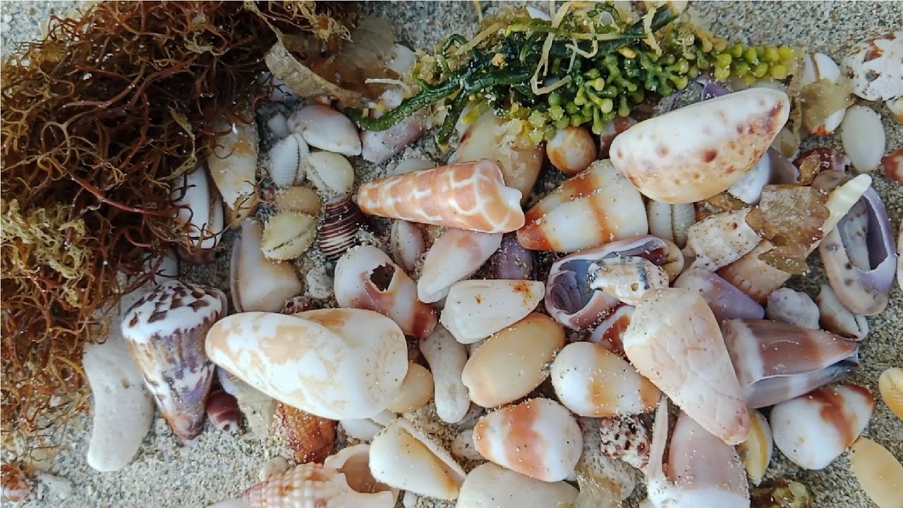 adventure lost in sea shell paradise - YouTube