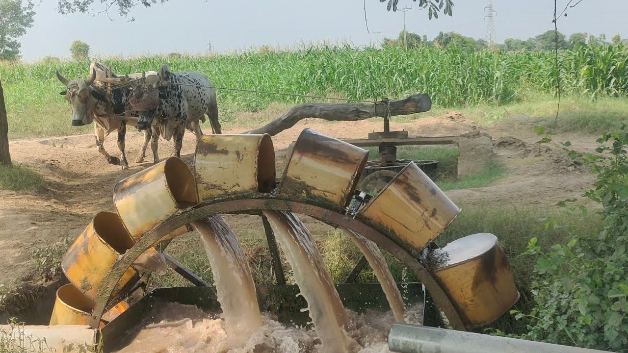 Traditional irrigation Method of Canal Water Lifting With Bulls | Rehat ...