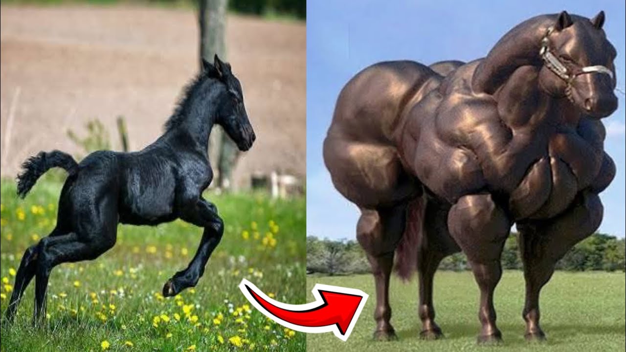 Before & After Animals Growing Up | horse Animal Transformation ...