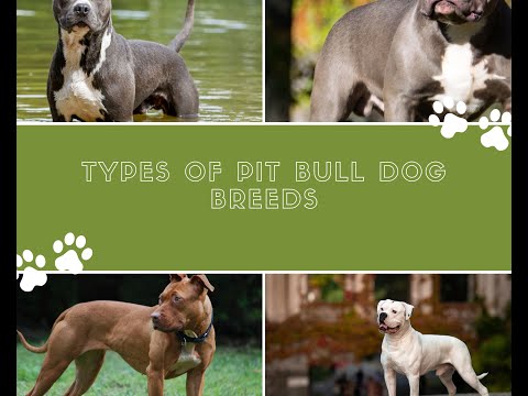 5 Popular Types of Pit Bull Dog Breeds
