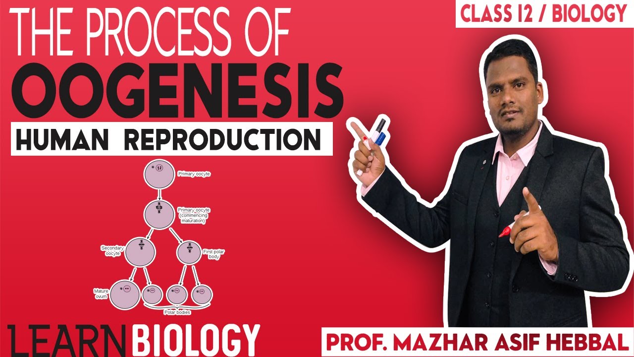 Oogenesis. The Process of formation of Ovum. - YouTube