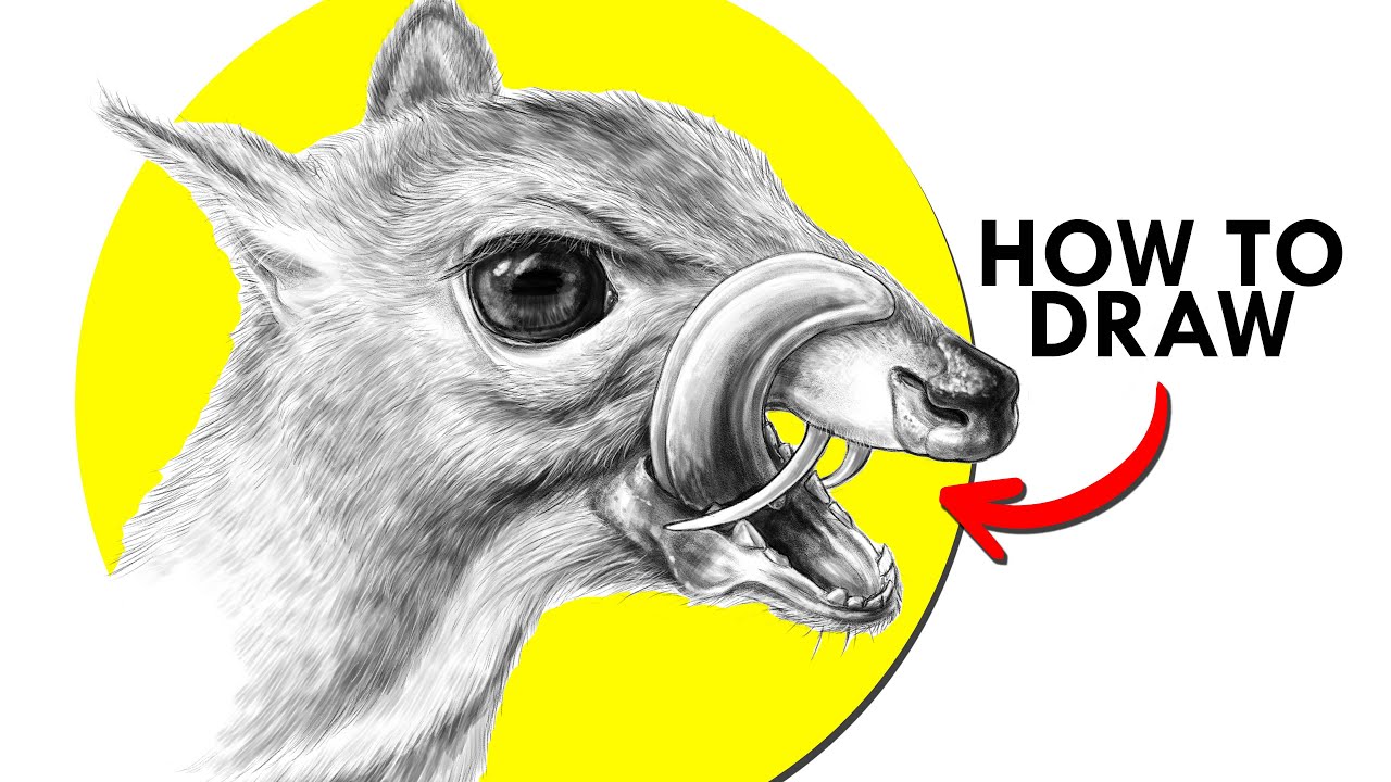 How To Draw A Chevrotain - YouTube