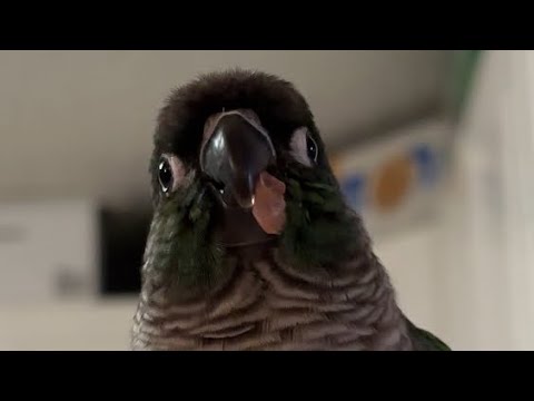 Melon Monday - YouTube