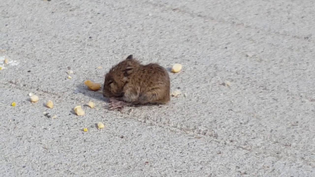 WORLDS SMALLEST RAT EVER!! NEVER SEEN BEFORE! - YouTube