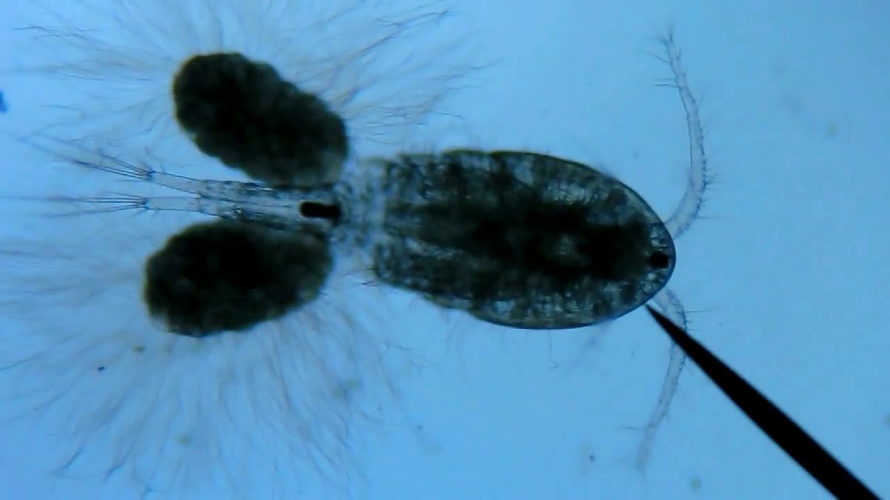 Copepodo- pequeño crustaceo observado al microscopio - YouTube