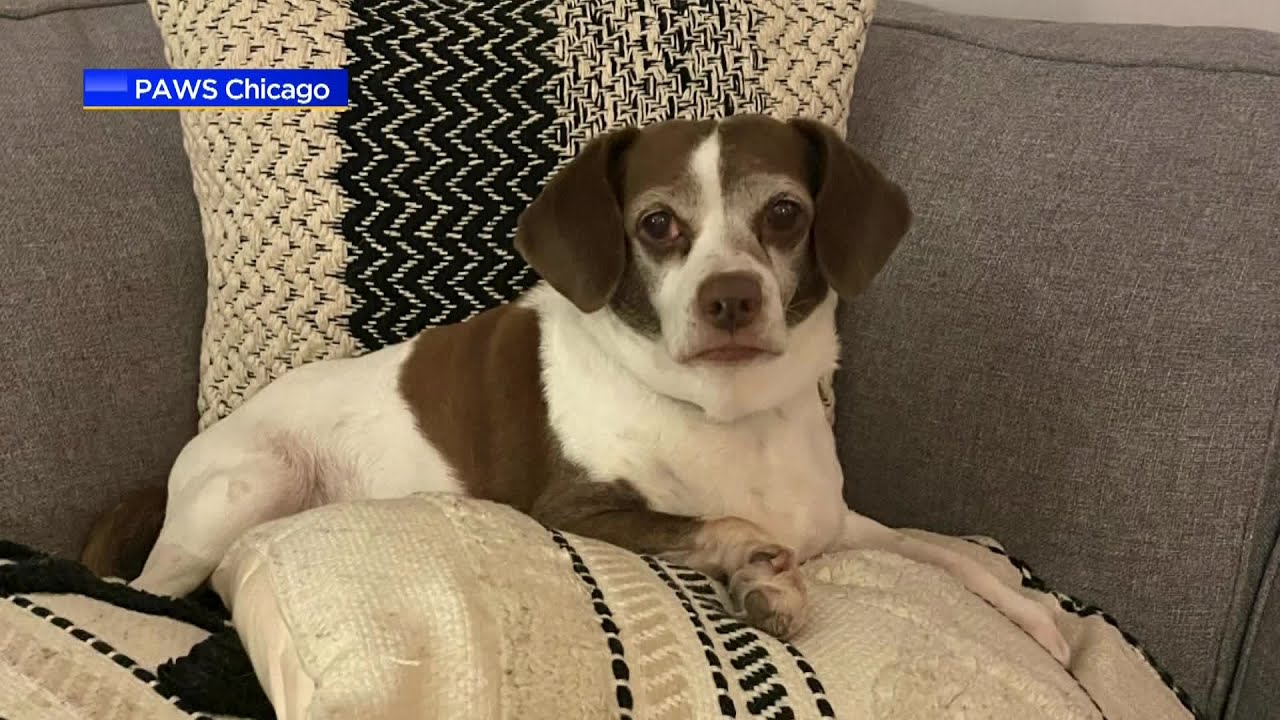 PAWS Dogs Of The Week: Brownie And Tonga - YouTube