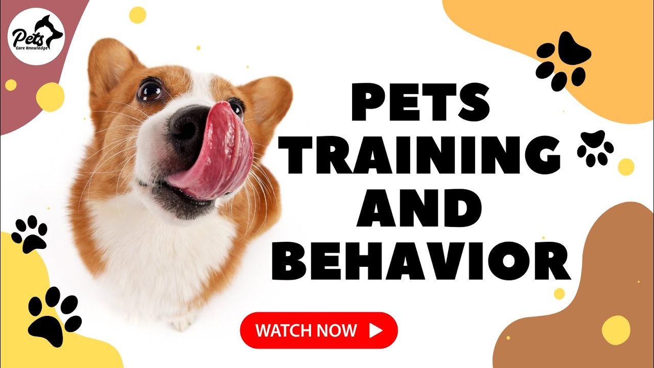 Pets Training and Behavior - YouTube
