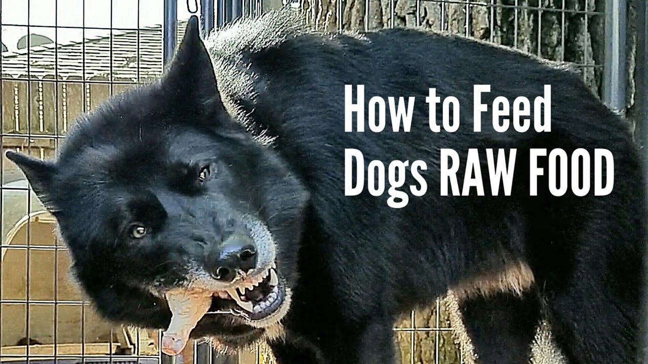 RAW Food Feeding Guide For Dogs K9 Mukbang YouTube raw-food-feeding-guide-for-dogs-k9-mukbang-youtube