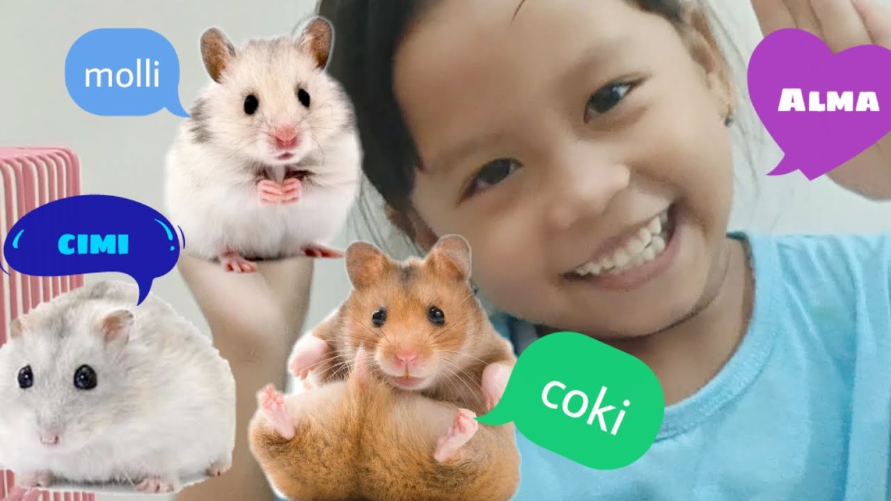 hamster lucu bikin gemas bersama Alma main hamster - YouTube