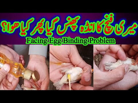 Egg Binding Problem Solution & Symptoms in Zebra Finch | Zebra Finch Egg Binding Issue | Finches ...