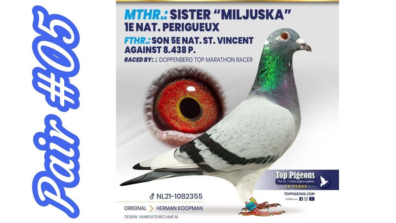 Racing Pigeons| Breeding Pair| Golden Pair #05| - YouTube