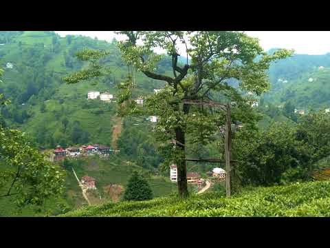 KUŞ SESİ EŞLİĞİNDE SELA SESİ VE KARADENİZ MANZARASI