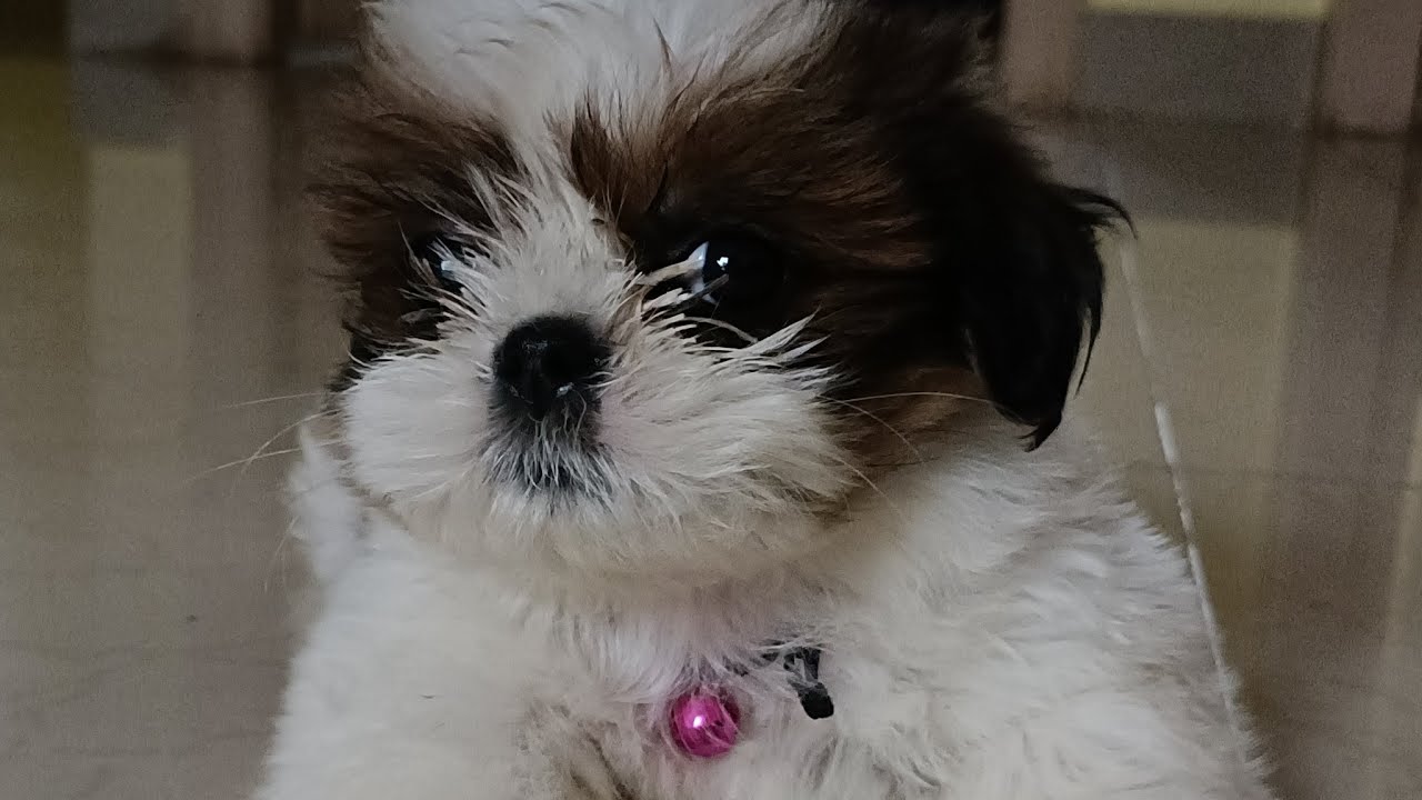 Prince Pets♥️ - YouTube