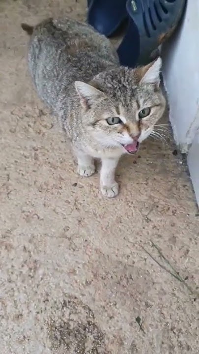 ð‚ÌŒð¨ð¦ð›ðžð¥ð¢ð§ðš Cat Cutecats Cats Cutecat Youtube
