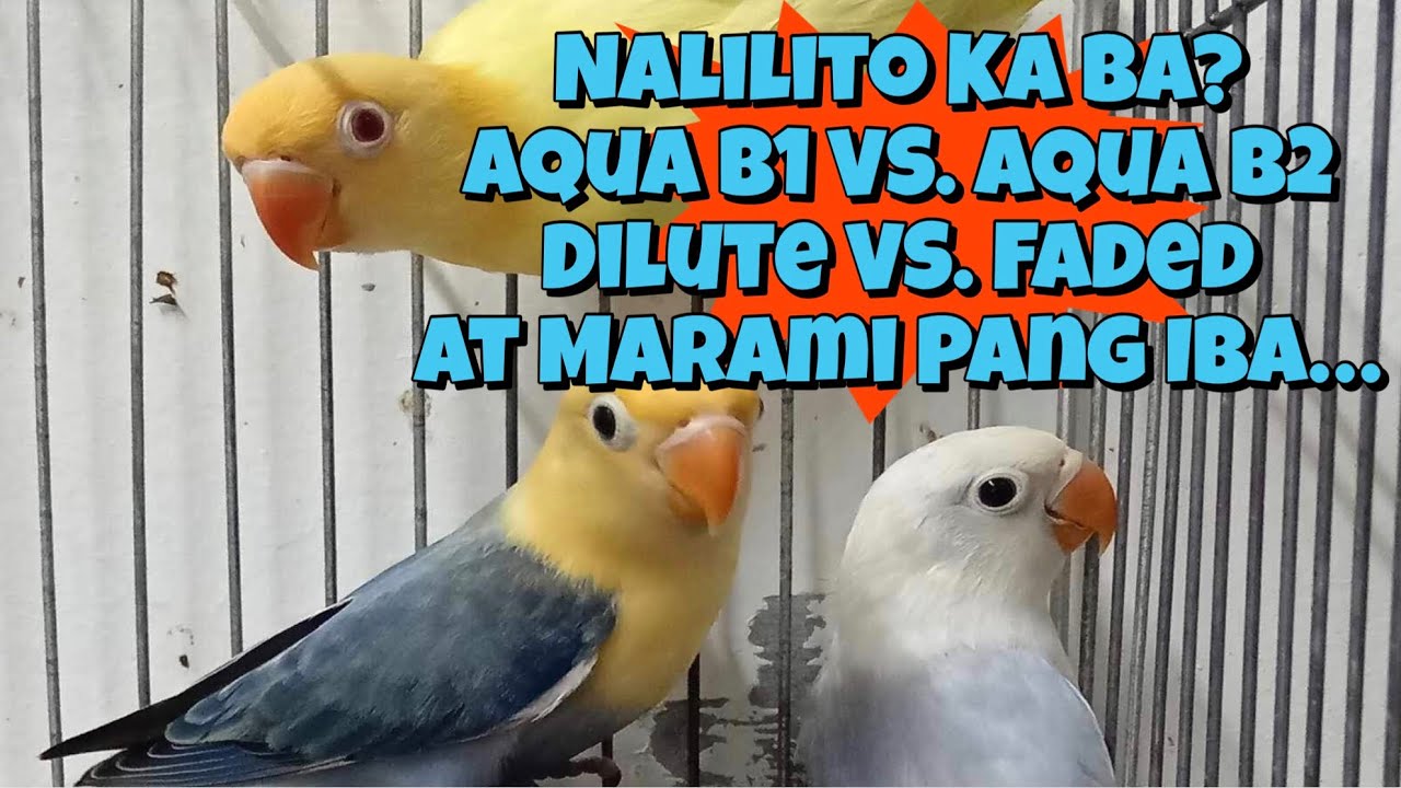 Nalilito Sa Pagkakaiba Ng Mga Mutation? Tara Pakita Ko Sa Inyo ...