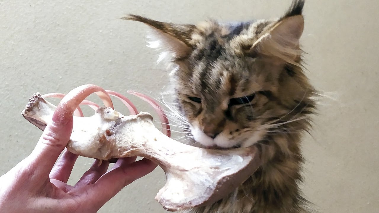 Hungry Cat Maine Coon and large bone - Funny Cat - YouTube