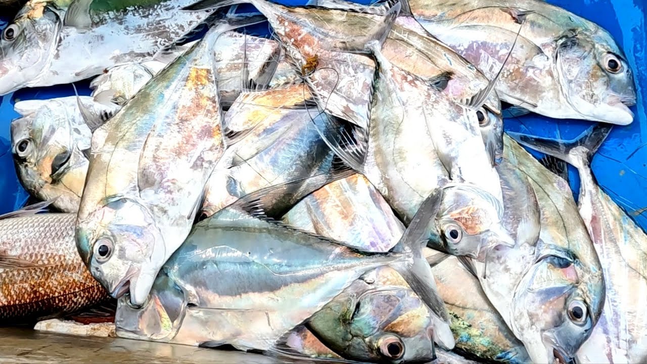 Catching Plenty of Diamond Trevally Fish in the Deep Sea - YouTube