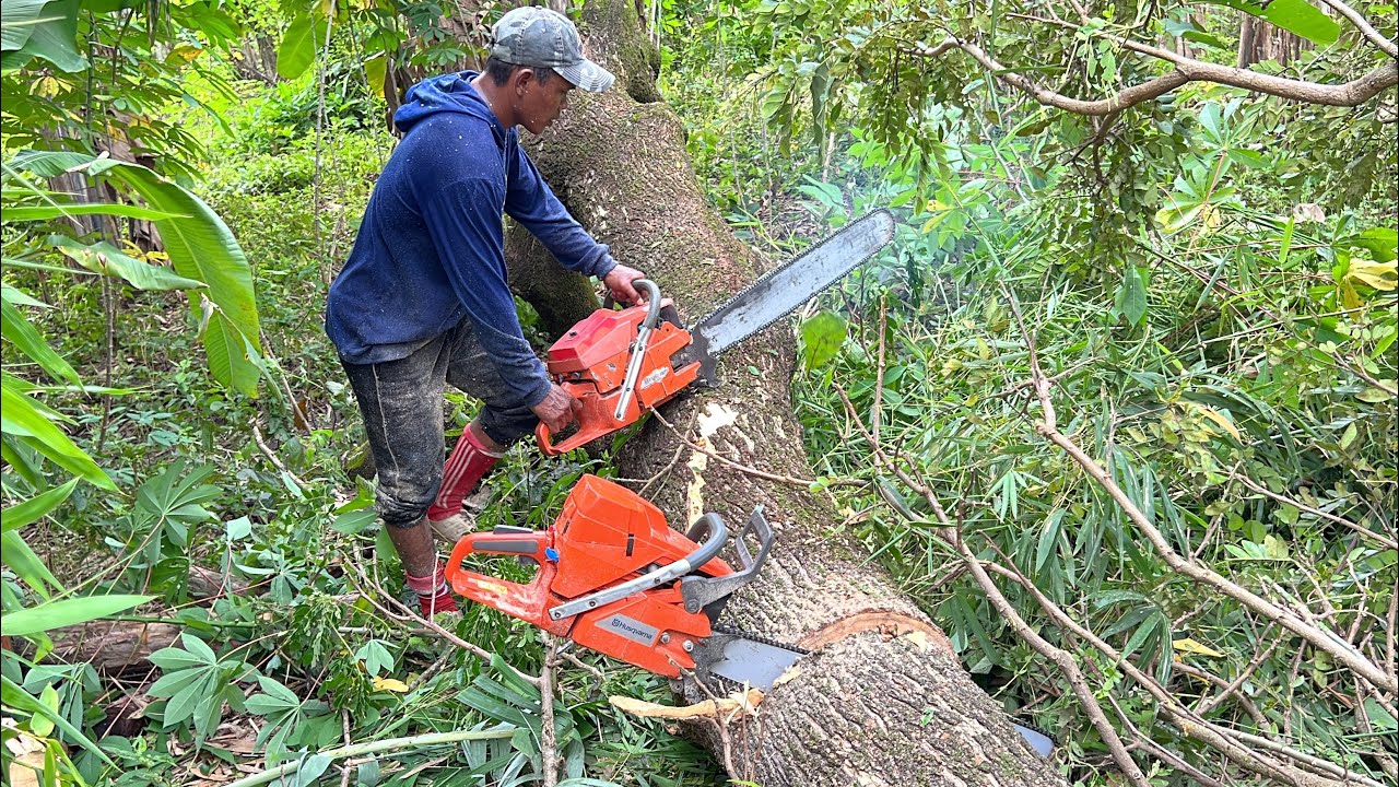 The best chainsaw in the 90cc class !! Husqvarna 395xp, Trembesi tree ...