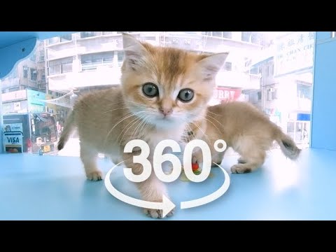 360° VR Cute kitten playing with wooden ball