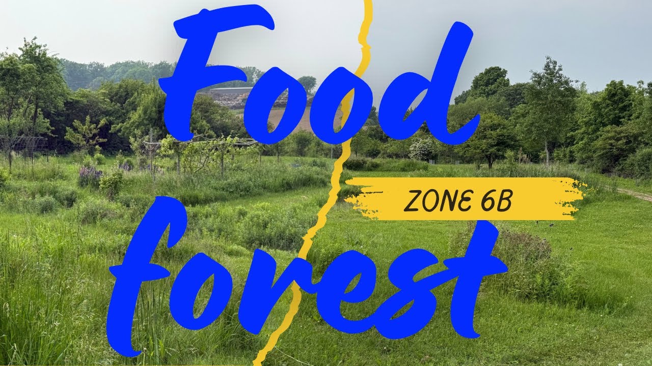 ADDING TO MY PERMACULTURE DESIGNED FOOD FOREST IN ZONE 6B. - YouTube