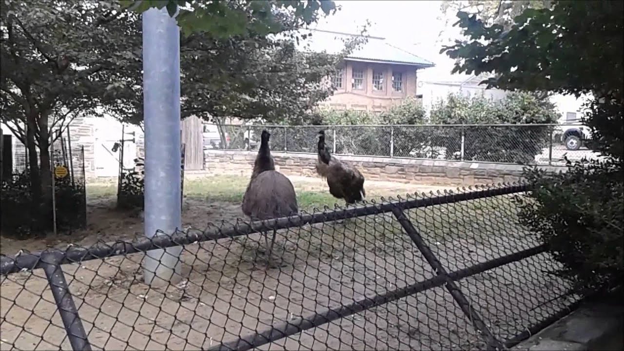 Dancing Emu - YouTube