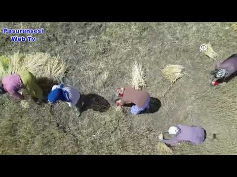 Bayburt'ta kadınlar komşularının buğdayını imece usulü biçti