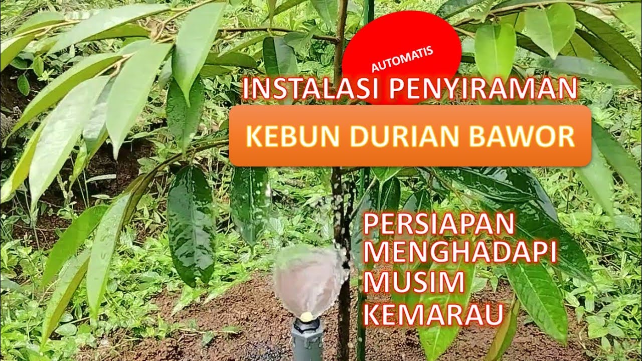 Instalasi Penyiraman Otomatis Kebun Durian Bawor, Persiapan Menghadapi Musim Kemarau - YouTube