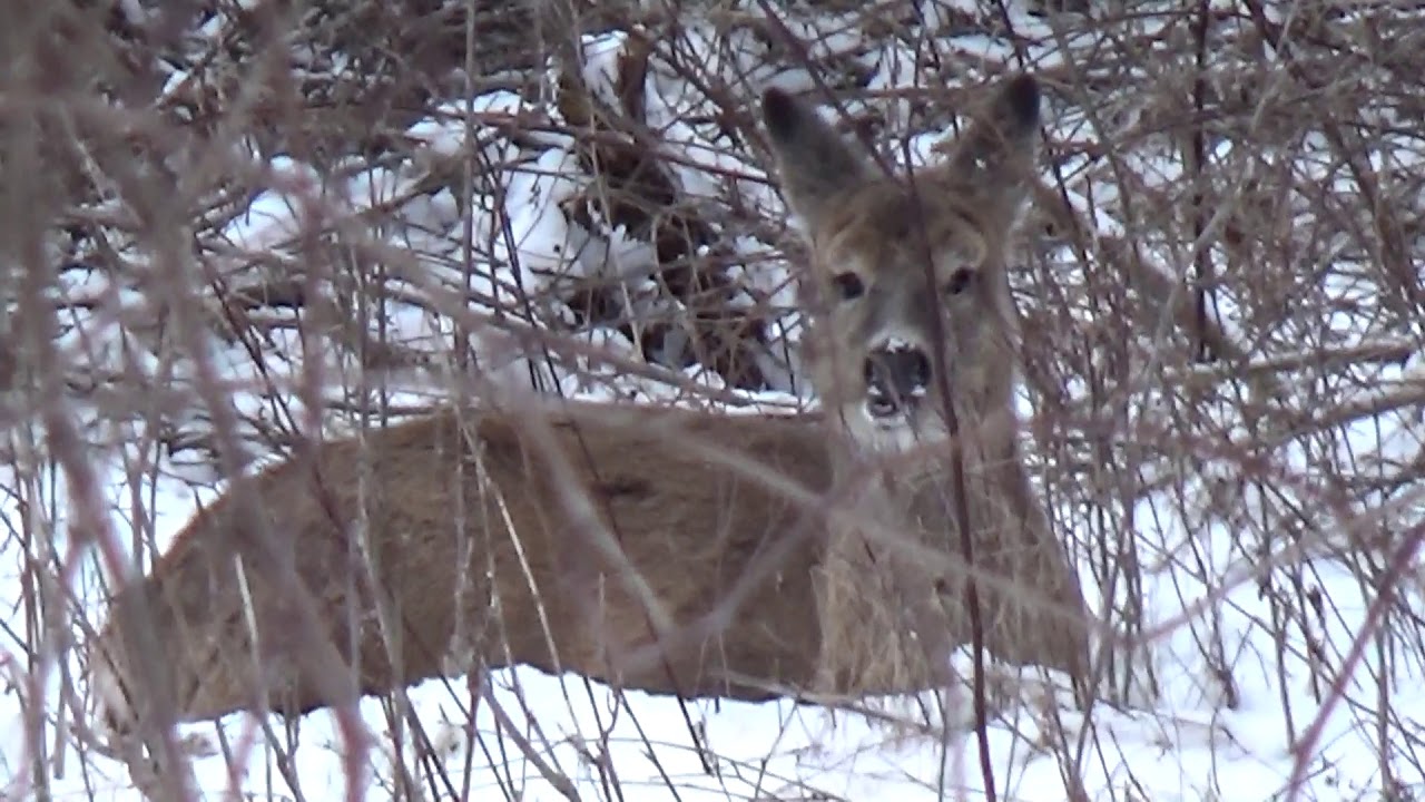 Deer Sitting & Chewing HQ HD - YouTube