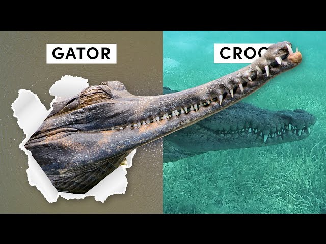 Types Of Alligators