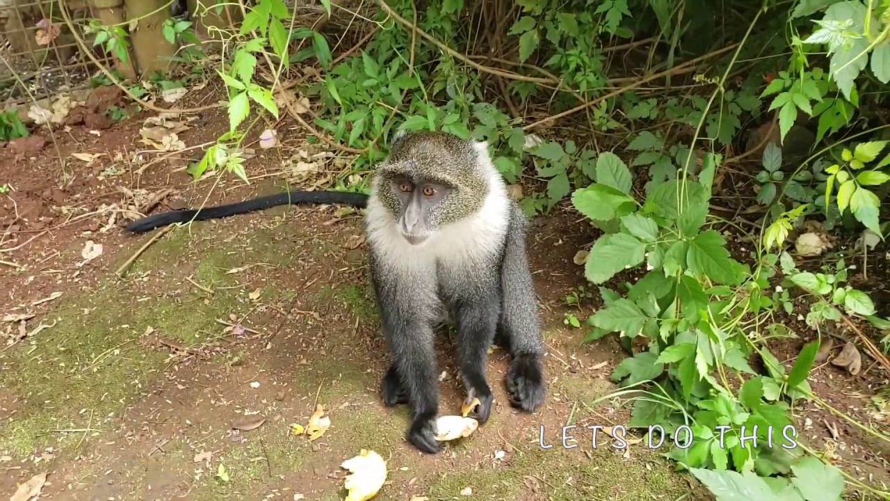 MOST BEAUTIFUL MONKEY IN THE WORLD - YouTube