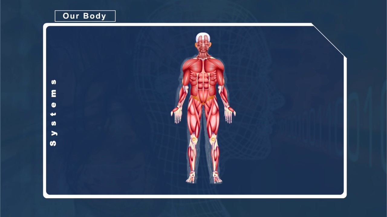 P3 Series: Body Systems - YouTube