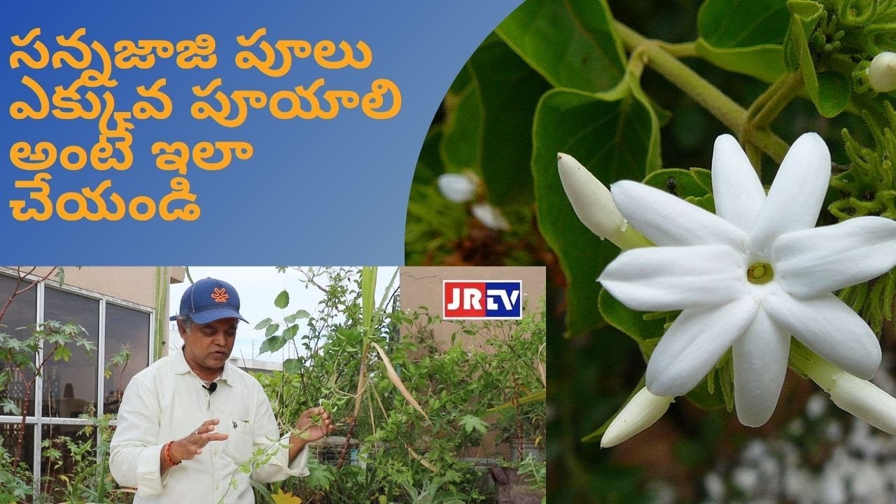 Tips to grow Sannajaji Puvvulu in all seasons ||Jasmine||Planting ...