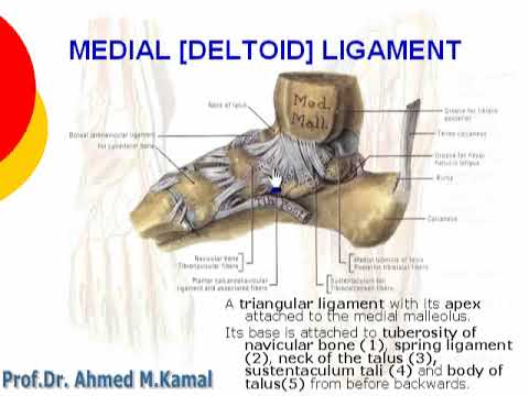 3 Deltoid ligament of Ankle joint - YouTube