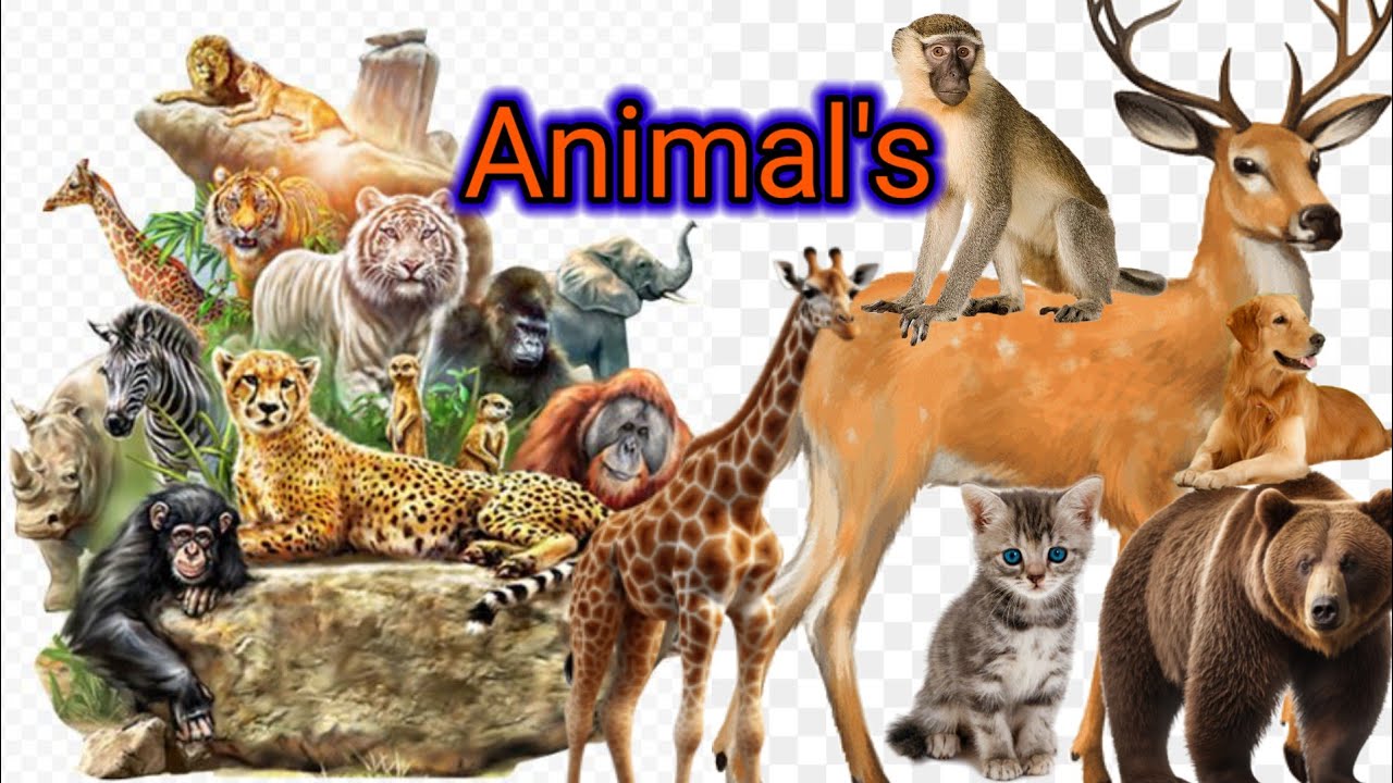 Animal'l sanimals song l animalsl cartoonl animals name animal's l kids ...