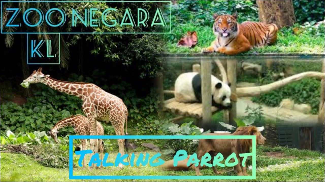 Zoo Negara | Talking Parrot | Snake touch kia | Seal basketball player ...