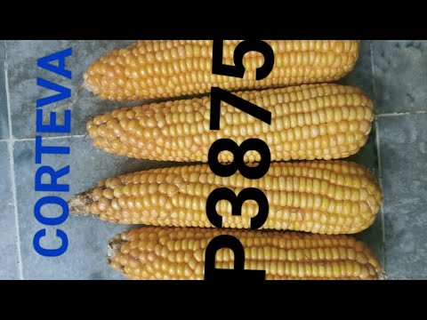 Corteva Pioneer Corn New Hybrid P3875 - YouTube