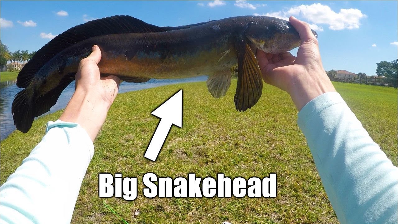 Spawning Bullseye Snakehead Caught on a Mirrolure! - YouTube