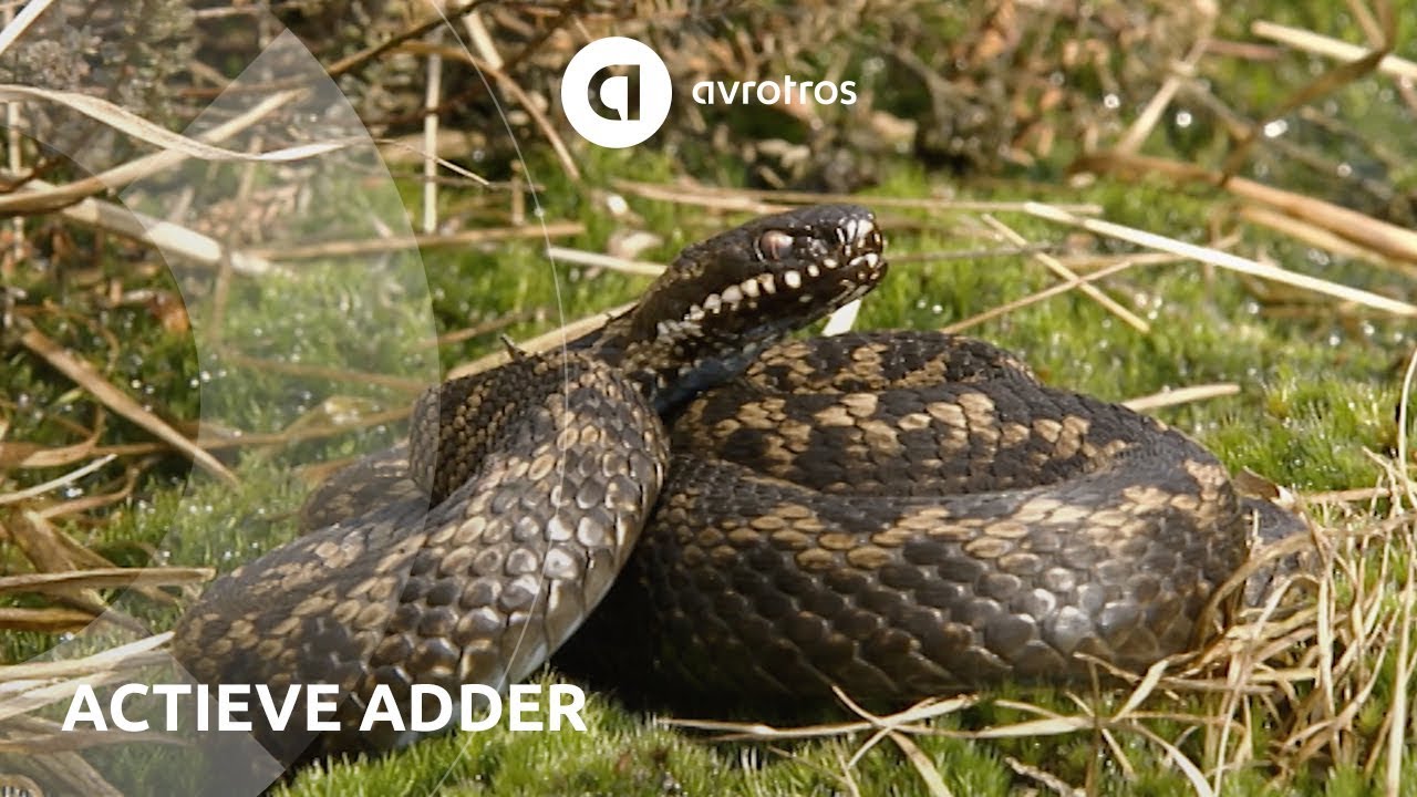 Wild in Nederland: actieve adder - YouTube