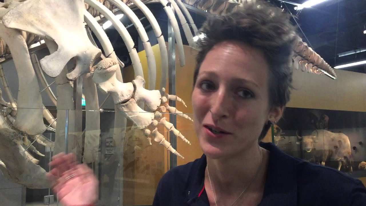 Interview with Mr Marcus Chua and Ms Kate Pocklington, curators for the Jubilee Whale Exhibit ...