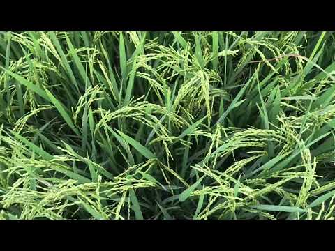 Short video || Paddy Field || 2022