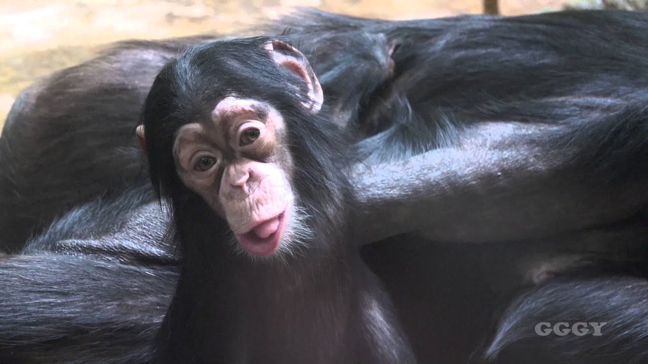 침팬지 ( Chimp ) - YouTube